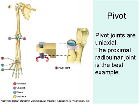 Articulations Chapter 8 Structural Classification Of Joints Fibrous
