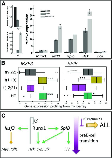 Pivotal Runx1 Target Genes During Pre B Cell Progression And All