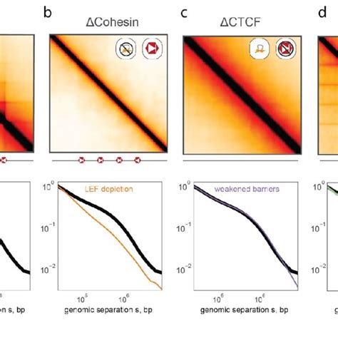 loop extrusion polymer simulations predict the consequences of cohesin