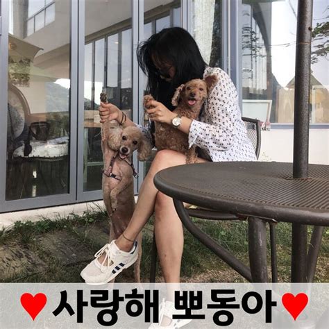 사랑해 뽀동아 강아지 악성 유선종양 수술 후 전이 네이버 블로그