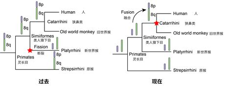 《科学》8篇论文齐发:中国科学家领衔破译灵长类 生命天书”,探寻人类起源演化 《科学》8篇论文齐发:中国科学家领衔破译灵长类 生命天书”,探寻人类起源演化