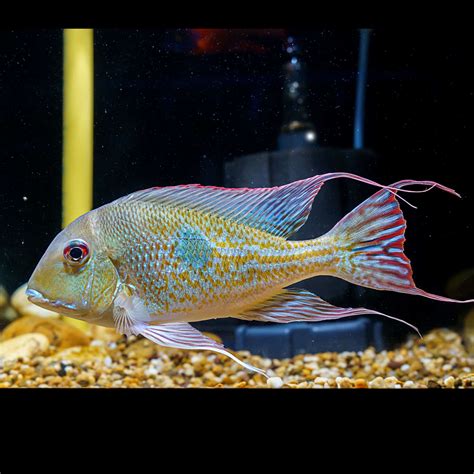 Geophagus Planted Tank Mates