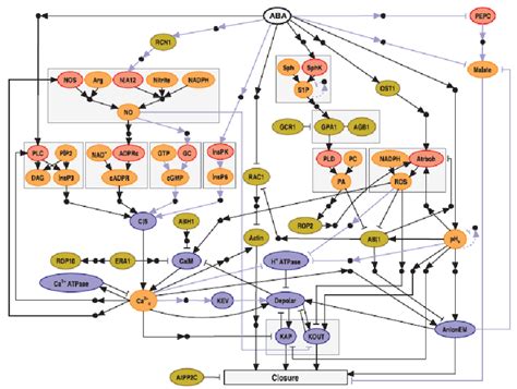 A Boolean Network Model Of Guard Cell Aba Signaling As Presented In Download Scientific