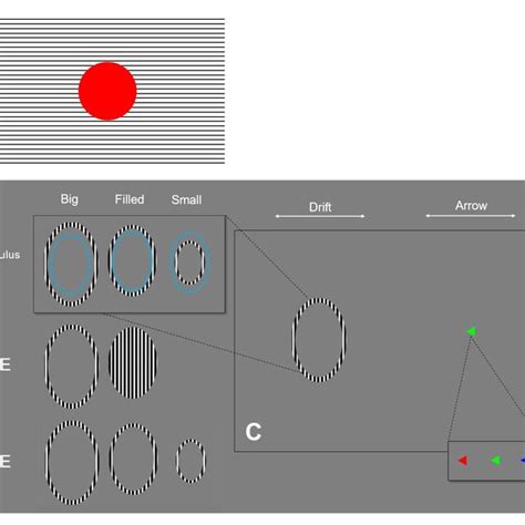 Filling In At The Blind Spot Operates At Intermediate Stages Of Visual Download Scientific