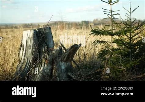Bark Wood Beetle Pest Ips Typographus Infestation Spruce Bast Tree