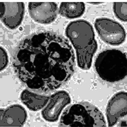 The Original Image In Grayscale Download Scientific Diagram
