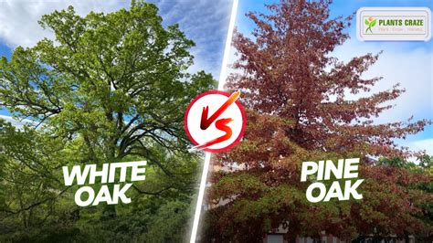 Pine Oak Vs White Oak Exploring The Key Differences