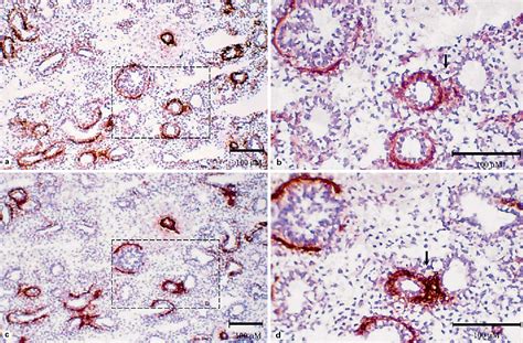 Figure 1 From Spontaneous Contraction Of Pseudoglandular Stage Human