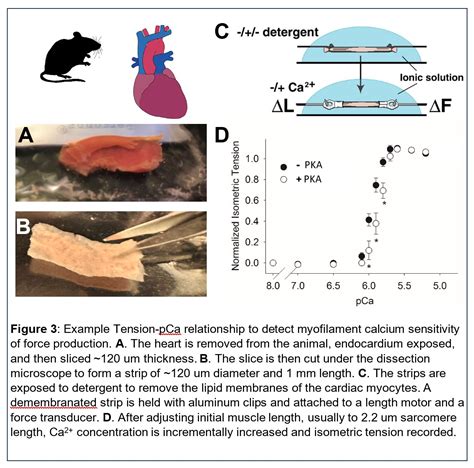 Myofilament Calcium Sensitivity Sarcometrics