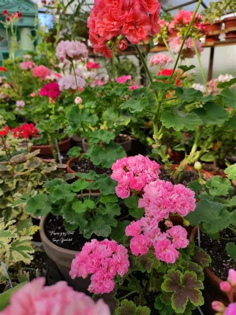 Пеларгония Odensjö Made in Sweden. | Pelargonium, Plants, Garden