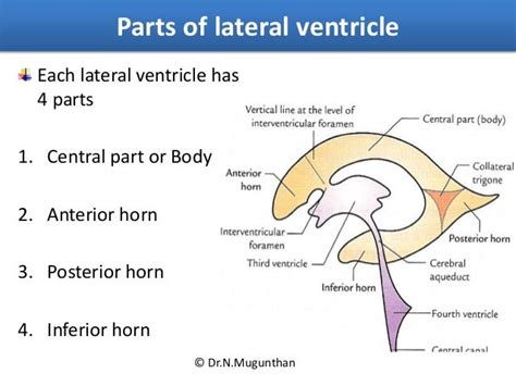 Lateral Ventricle Anatomy The Ventricles Choroid Plexus And