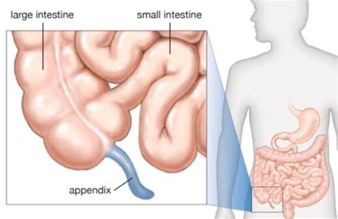 Appendix Human Anatomy