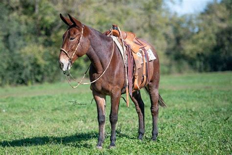 Rosetta Solid And Sure Footed 11 Yr Old Bay Roan Molly Mule