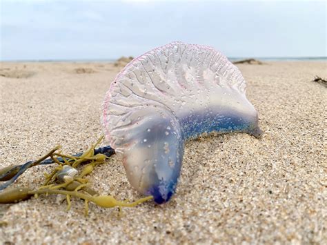 Portugese Man O War Jellyfish At Indian Wells Beach East Hampton