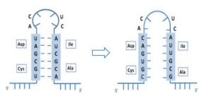 Codon Optimization Technical Platform BiologicsCorp