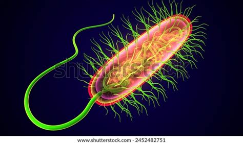Bacteria Anatomy System 3d Illustration Stock Illustration 2452482751