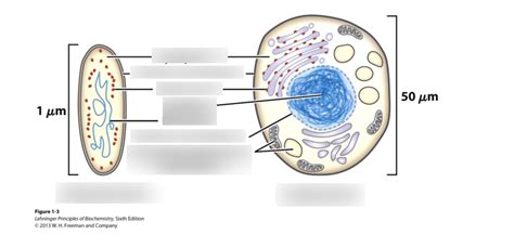 Lecture Diagram Quizlet