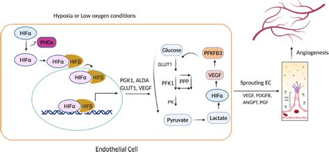 Hypoxia Inducible Factor 1α Hif1α Mediated Endothelial Cell Ec Download Scientific Diagram