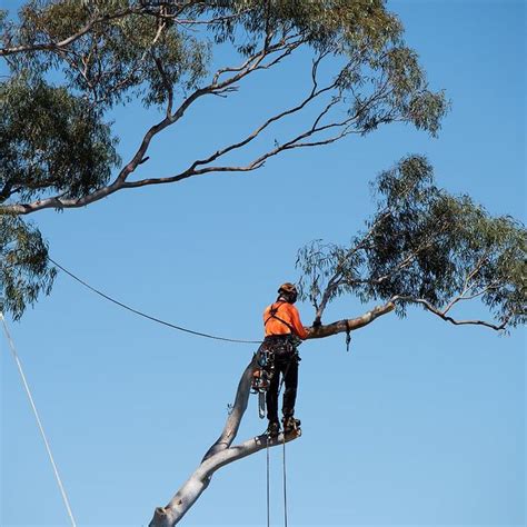 Tree Pruning Bondi