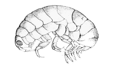 Sand Fleas Characteristics Bite And Useful Info Sandboarding