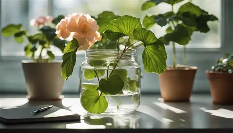 Propagating Rex Begonia A Beginners Guide