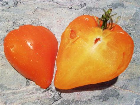 1178 - Fox nose \ Лискин нос | Tomatoeden