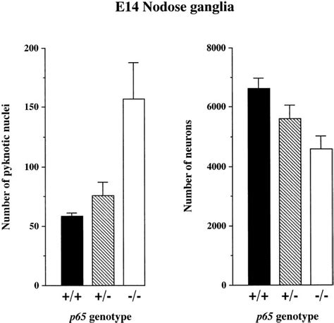 Bar Charts Of The Number Of Pyknotic Nuclei And Total Numbers Of Download Scientific Diagram