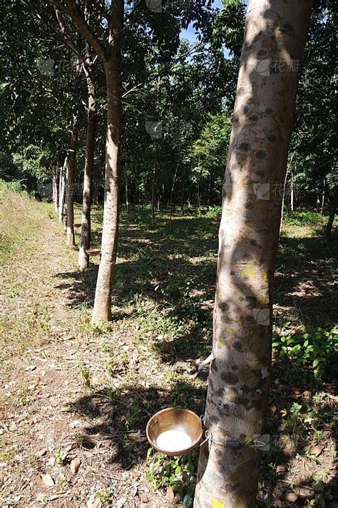 橡胶树