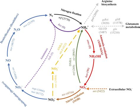 Microbial Functional Pathways Related To Nitrogen Metabolism Based On