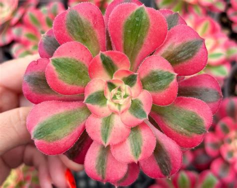 4” Aeonium Pink Witch Rare Korean Variegated Succulent Etsy