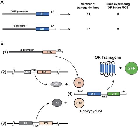 Figure 1 From Prominent Roles For Odorant Receptor Coding Sequences In