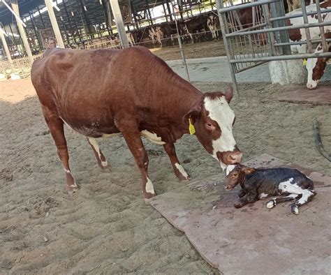Calving At 8 Months Of Gestation Factors That Influence The Cow