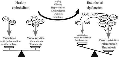 Pathophysiology Of Endothelial Dysfunction Healthy Endothelium