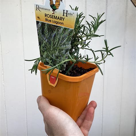 Rosemary 'Blue Lagoon' 100 mm - Botanical Creations