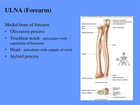 Lecture Seven Skeletal System Ppt Download