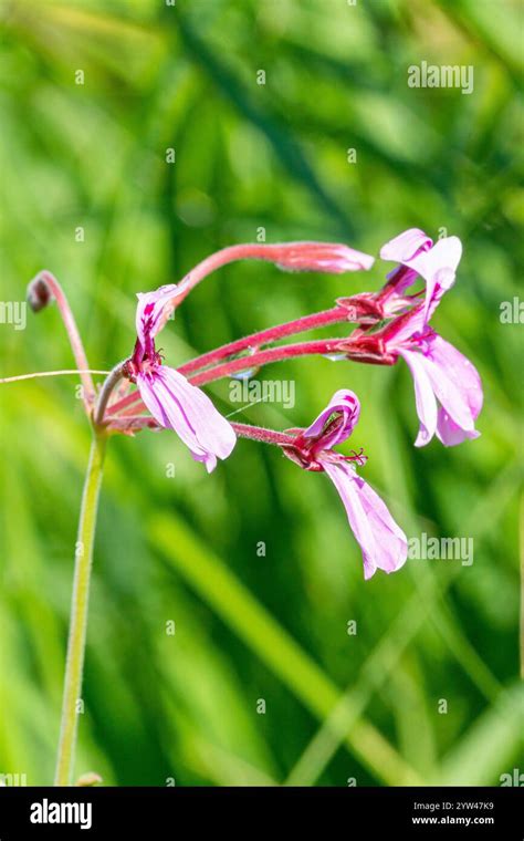 Scented Leaf Pelargonium Pelargonium Brilliantine Flowers Stock
