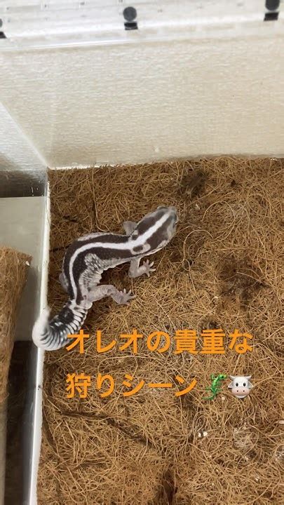 オレオ（ニシアフ）の狩り 爬虫類 ニシアフリカトカゲモドキ飼育 ニシアフ ニシアフリカトカゲモドキ Youtube