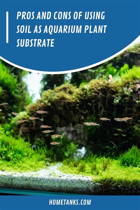 Soil As Aquarium Plant Substrate Pros And Cons