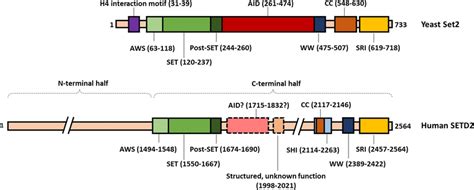 Overview Of The Protein Domains Of Budding Yeast Set2 And Human Setd2 Download Scientific