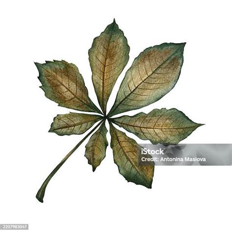가을 밤나무 잎입니다 수제 수채화 그림 가을 요소의 컬러 이미지입니다 고립 엽서 배너 및 전단지 포스터 스티커 및 인쇄물에 적합합니다 수채화에 대한 스톡 벡터 아트 및 기타