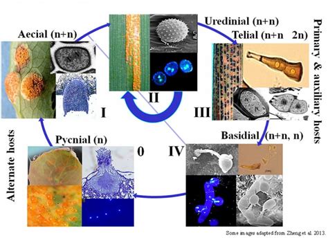 Pathogen Stripe Rust Washington State University