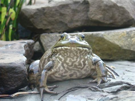 Reactive Resume Running Behind Nginx Proxy Manager