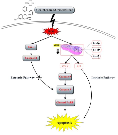 Apoptosis Signaling Pathway We Proposed The Signaling Pathway Of