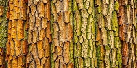 Serene Tree Trunks Pattern Background For Design Premium Ai Generated Image