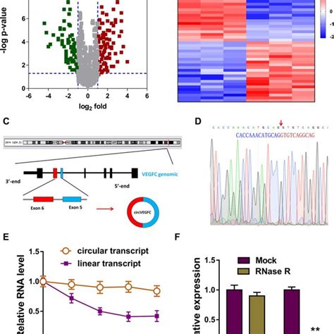 Circular Rna Microarray Revealed The Novel Circvegfc In Hg Induced Download Scientific Diagram