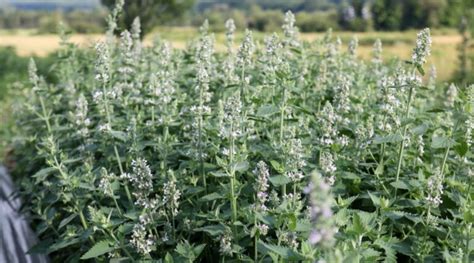How To Plant Grow And Care For Catnip