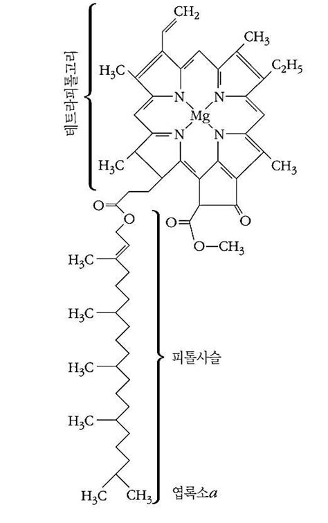 식물의 구조와 기능 예비레포트 광합성 색소의 종류와 흡수파장 자료모음 네이버 블로그