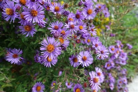The Natural Beauty Of Asters Behance