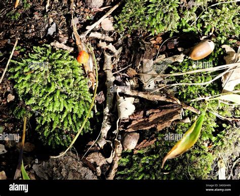 Forest Soil With Mosses Leaves And Branches As Fascinating Elements Of