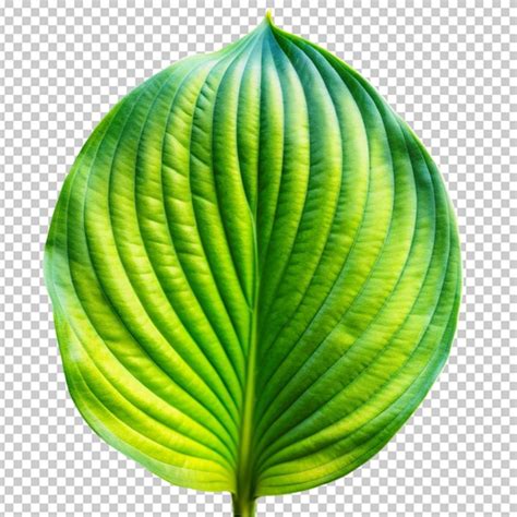 Hosta Leaf With Heart Shaped Premium Ai Generated Psd